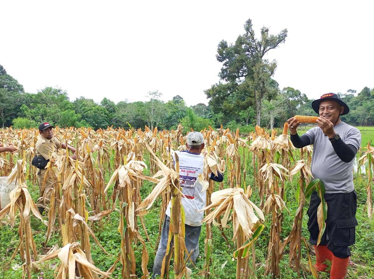 Polsek Bonti Panen Jagung Hibrida Demplot III, Wujud Nyata Dukungan ...